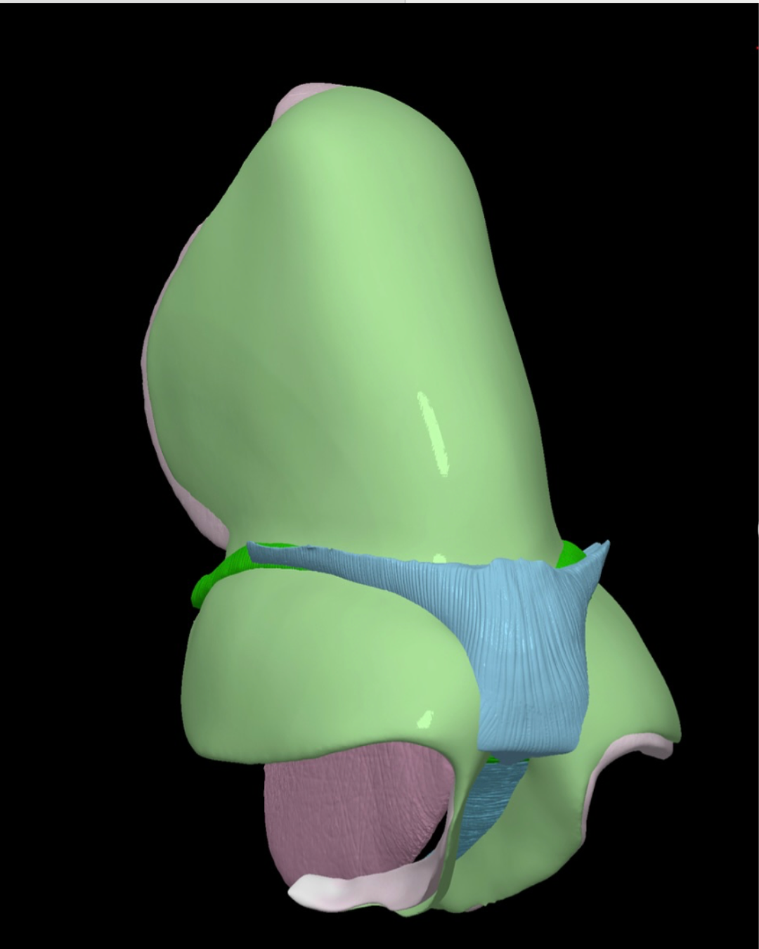 The Fusion Sling – 鼻解剖の新定義？ | MSA美容外科